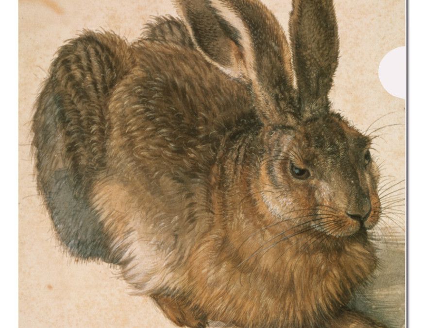 L-mapje A4 formaat: Feldhase, Albrecht Dürer, The Albertina Museum ...